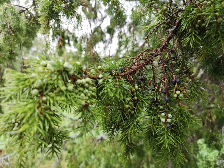 Monimuotoinen ja -käyttöinen kataja - Pirkanmaa