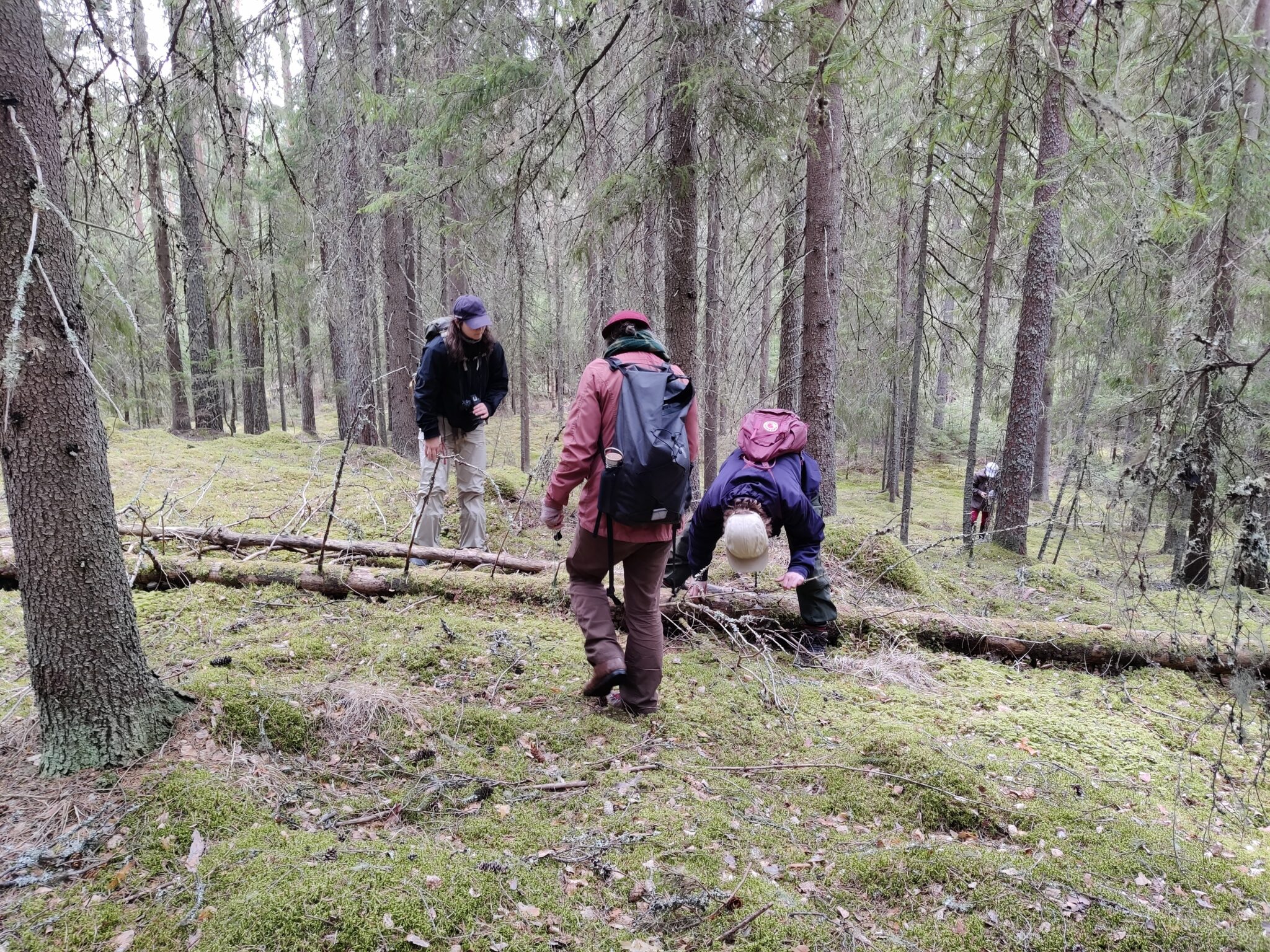 Luontojärjestöjen lausunto Joensuun seudun yleiskaavan ...