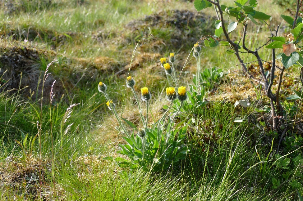 Viiankiaapa - Sompio