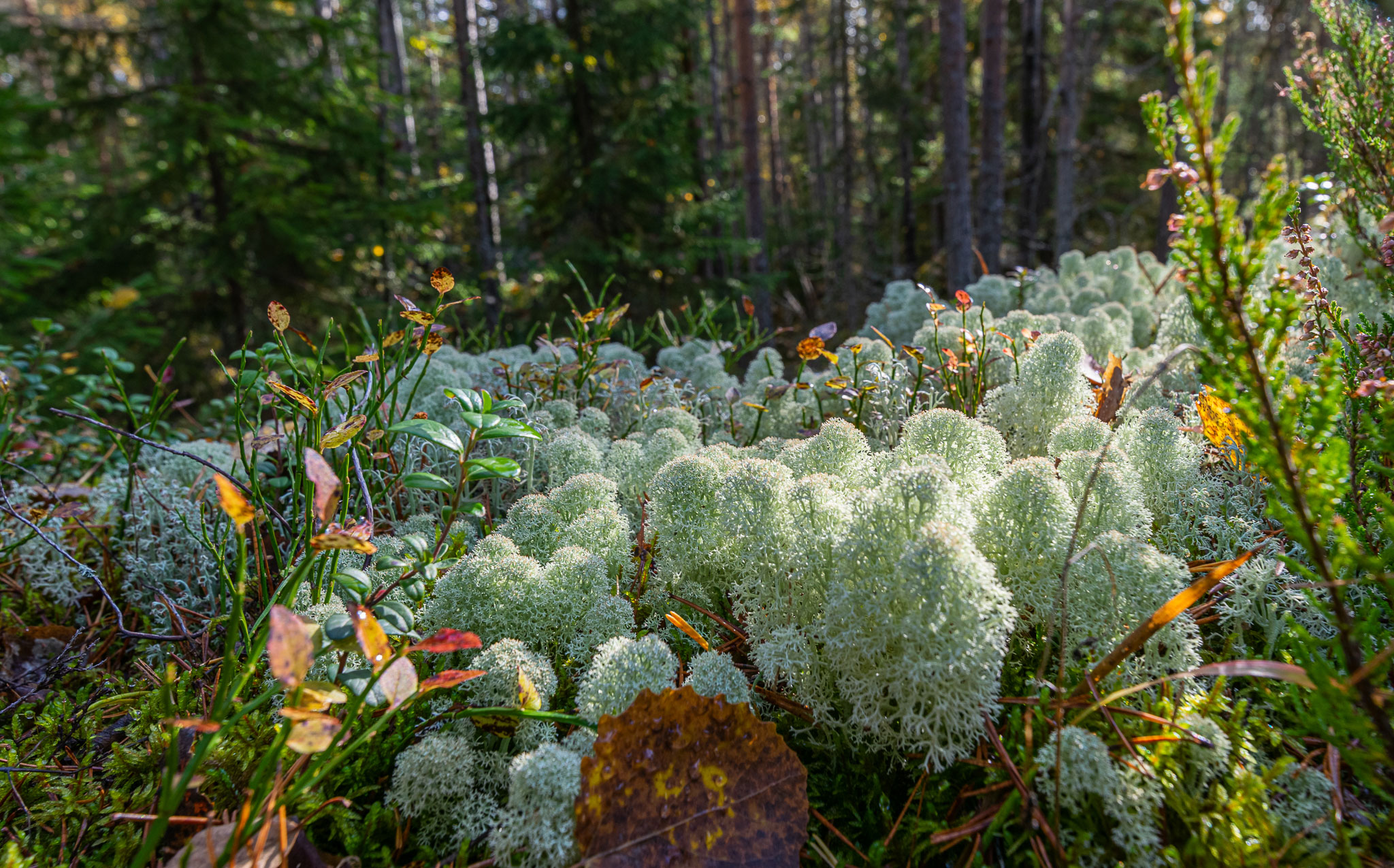 Varsinais-Suomi - Suomen luonnonsuojeluliiton Varsinais-Suomen piiri