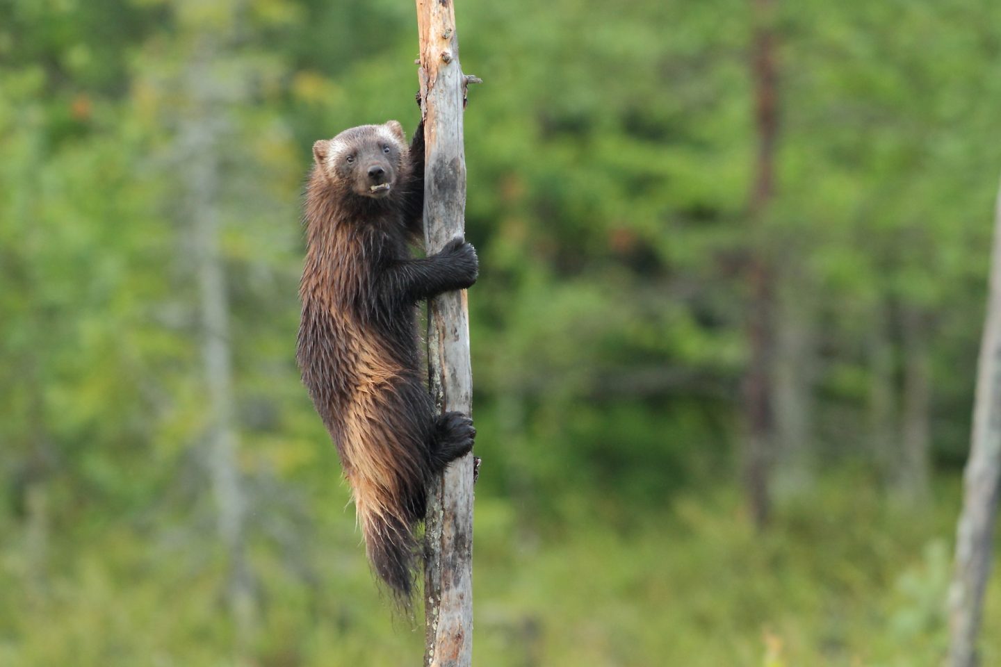 Luon­non­suo­je­lu­liit­to ei hyväksy ahman metsästystä - Suomen ...