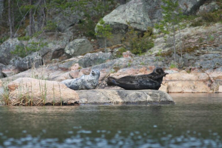 Saimaa ringed seal - The Finnish Association for Nature Conservation