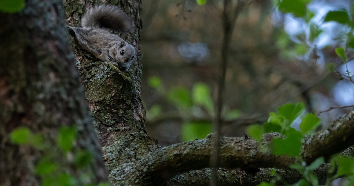 Jäsenlomake - Suomen luonnonsuojeluliitto