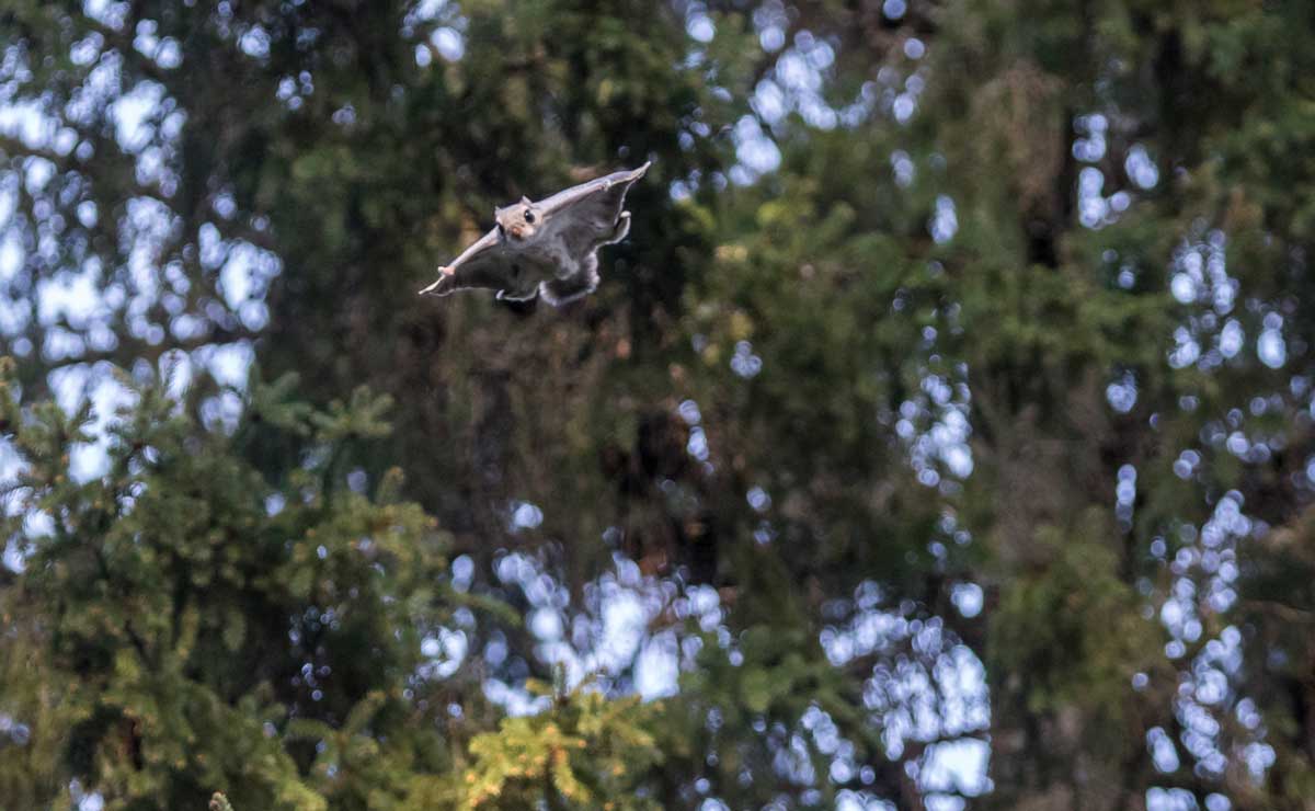 Metsät - Suomen luonnonsuojeluliitto