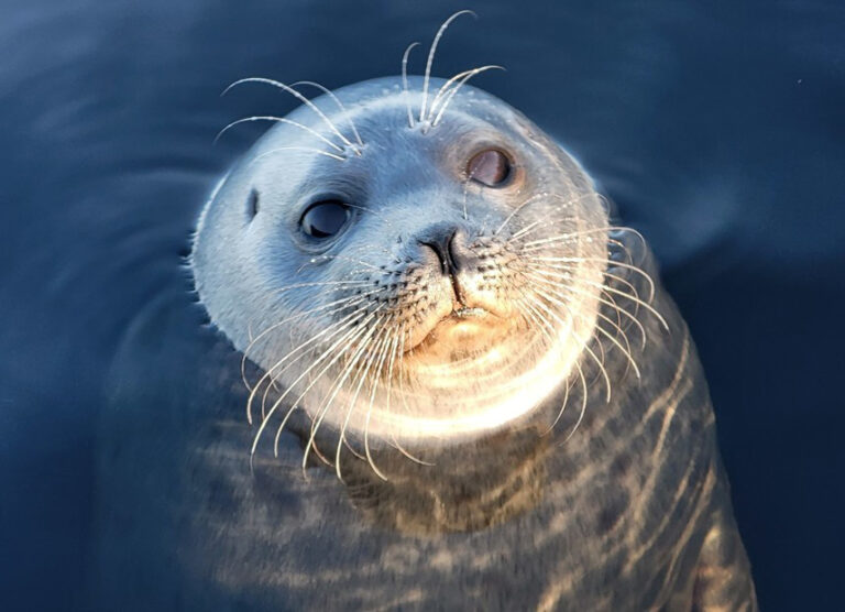 Saimaa ringed seal - The Finnish Association for Nature Conservation
