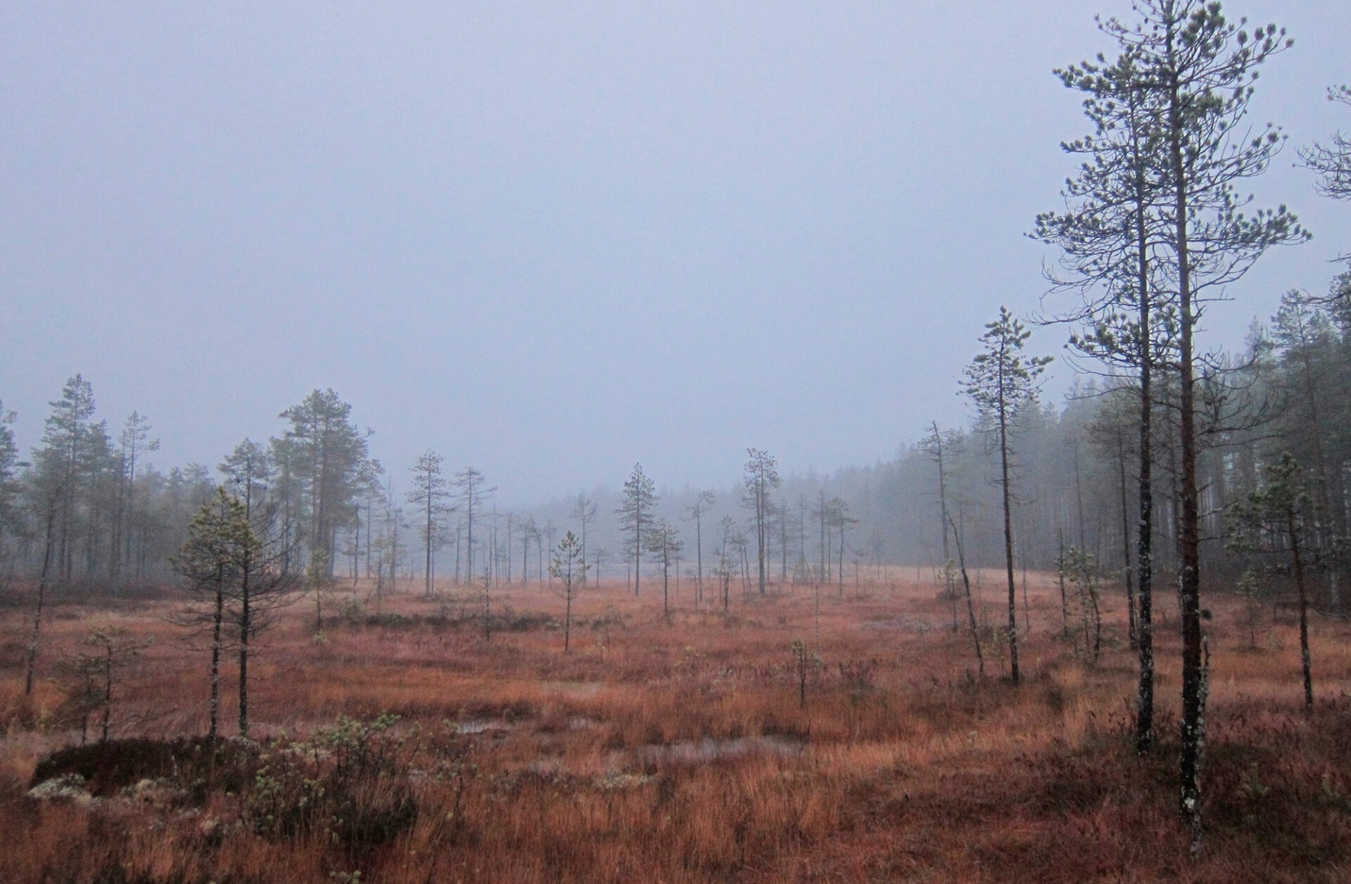 Idän hiljaiset suot - Suomen luonnonsuojeluliitto