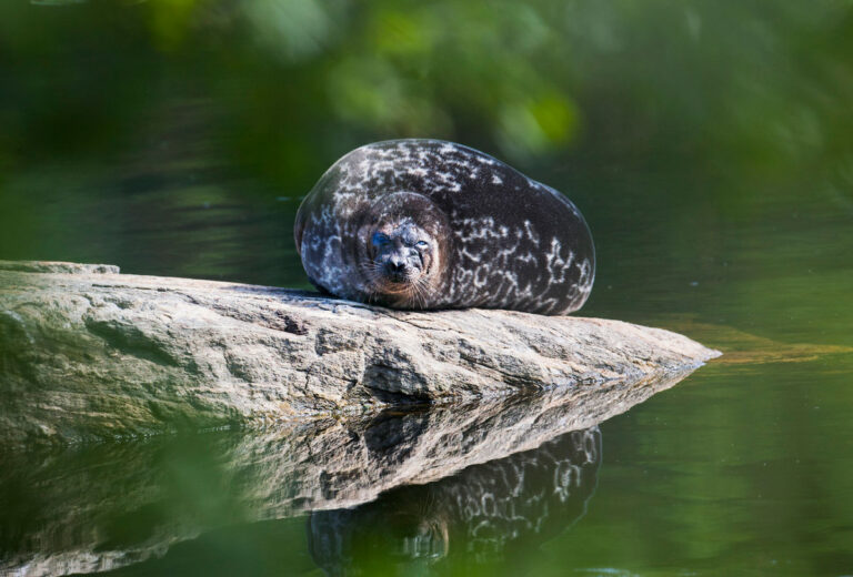 Saimaa ringed seal - The Finnish Association for Nature Conservation