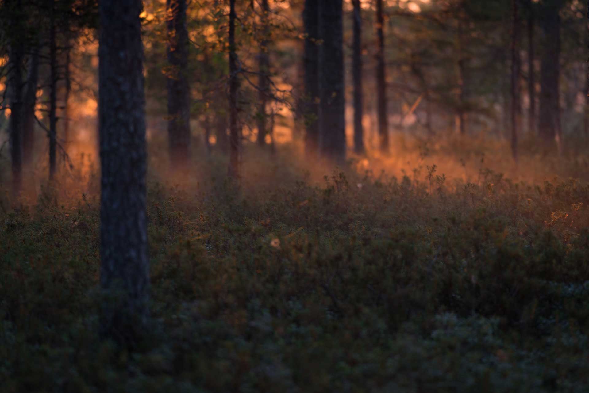 Luontokato - Suomen luonnonsuojeluliitto