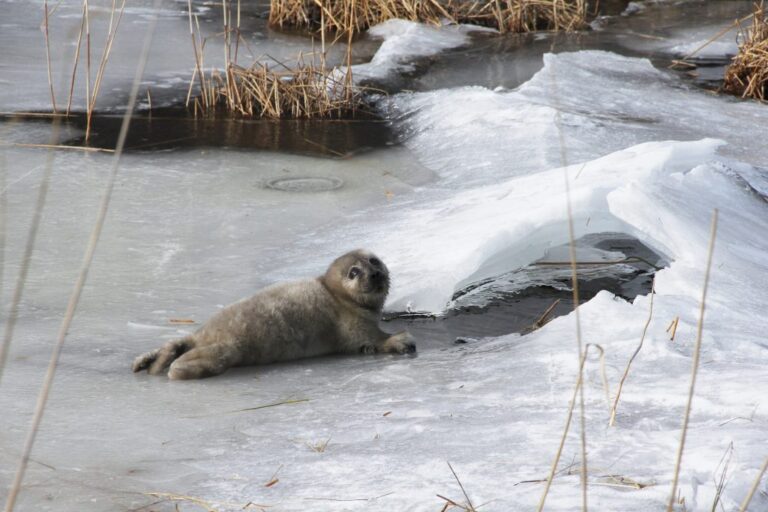 Saimaa ringed seal - The Finnish Association for Nature Conservation