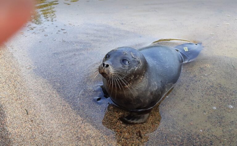 Saimaa ringed seal - The Finnish Association for Nature Conservation