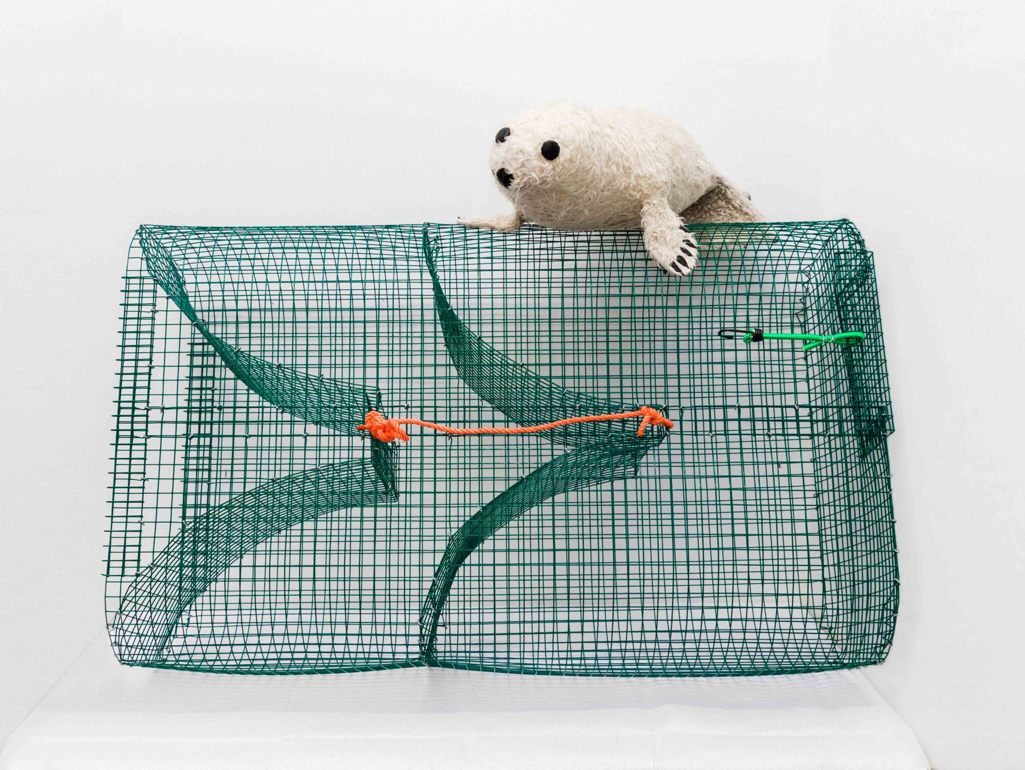 Mitä saimaannorppa nyt tarvitsee? - Suomen luonnonsuojeluliitto