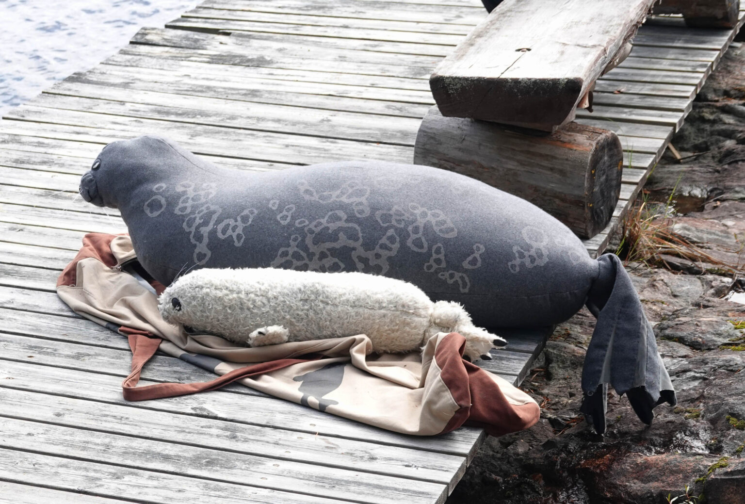 Mitä saimaannorppa nyt tarvitsee? - Suomen luonnonsuojeluliitto