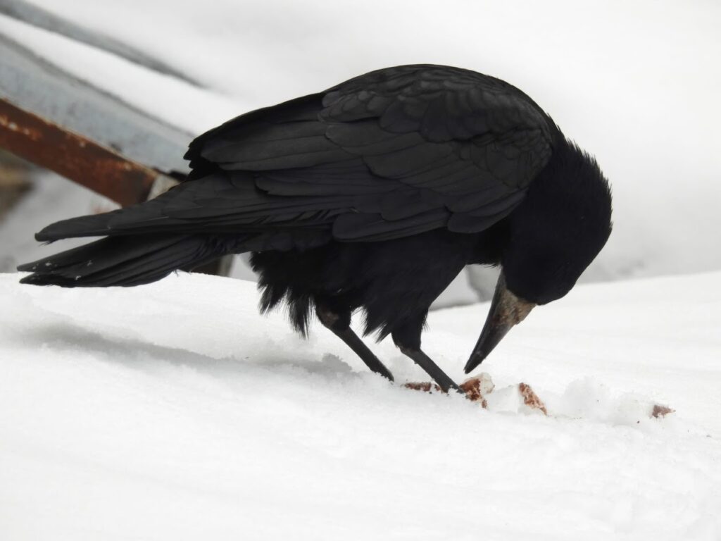 Kesäaika koitti - Varkaus